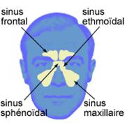 Les sinus